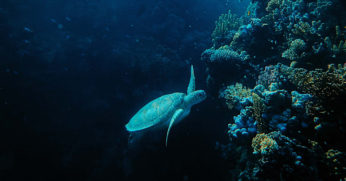Ecomarine – Building a Comprehensive Mechanism for Preserving Marine ...