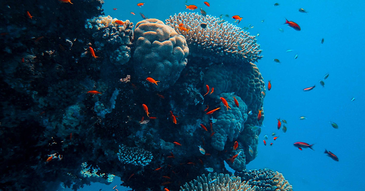 Ecomarine – Building a Comprehensive Mechanism for Preserving Marine ...